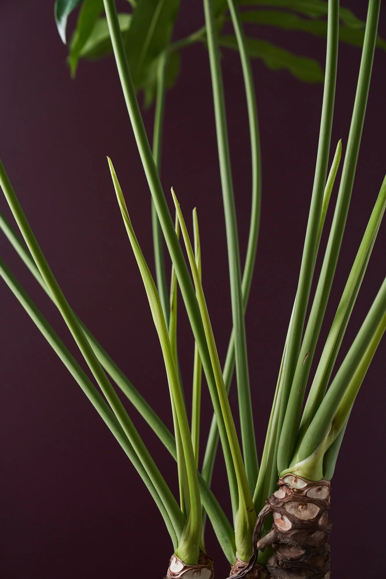 A T E R R E — Philodendron 'Fun Bun' | Thaumatophyllum spruceanum ...