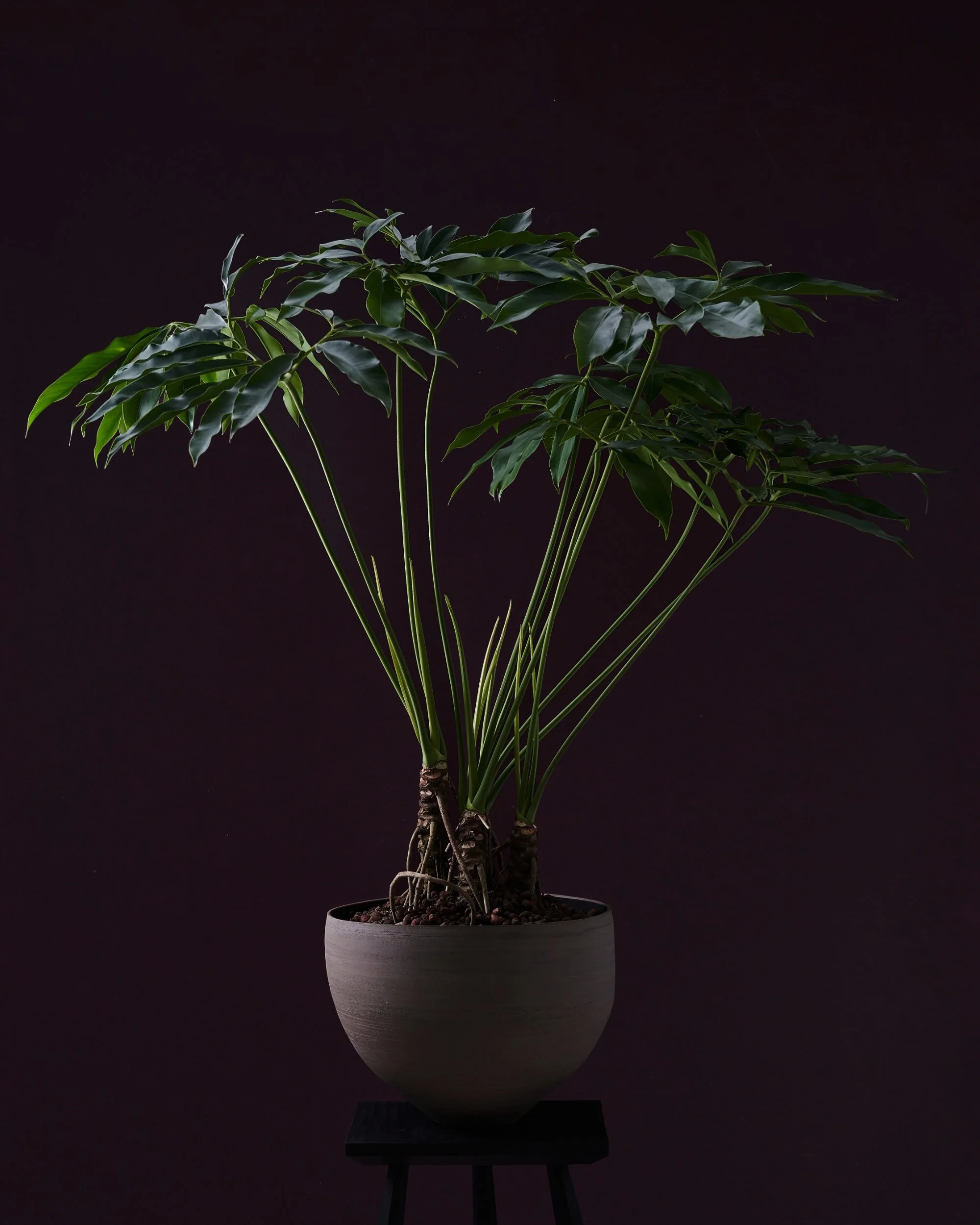 A T E R R E — Philodendron 'Fun Bun' | Thaumatophyllum spruceanum ...