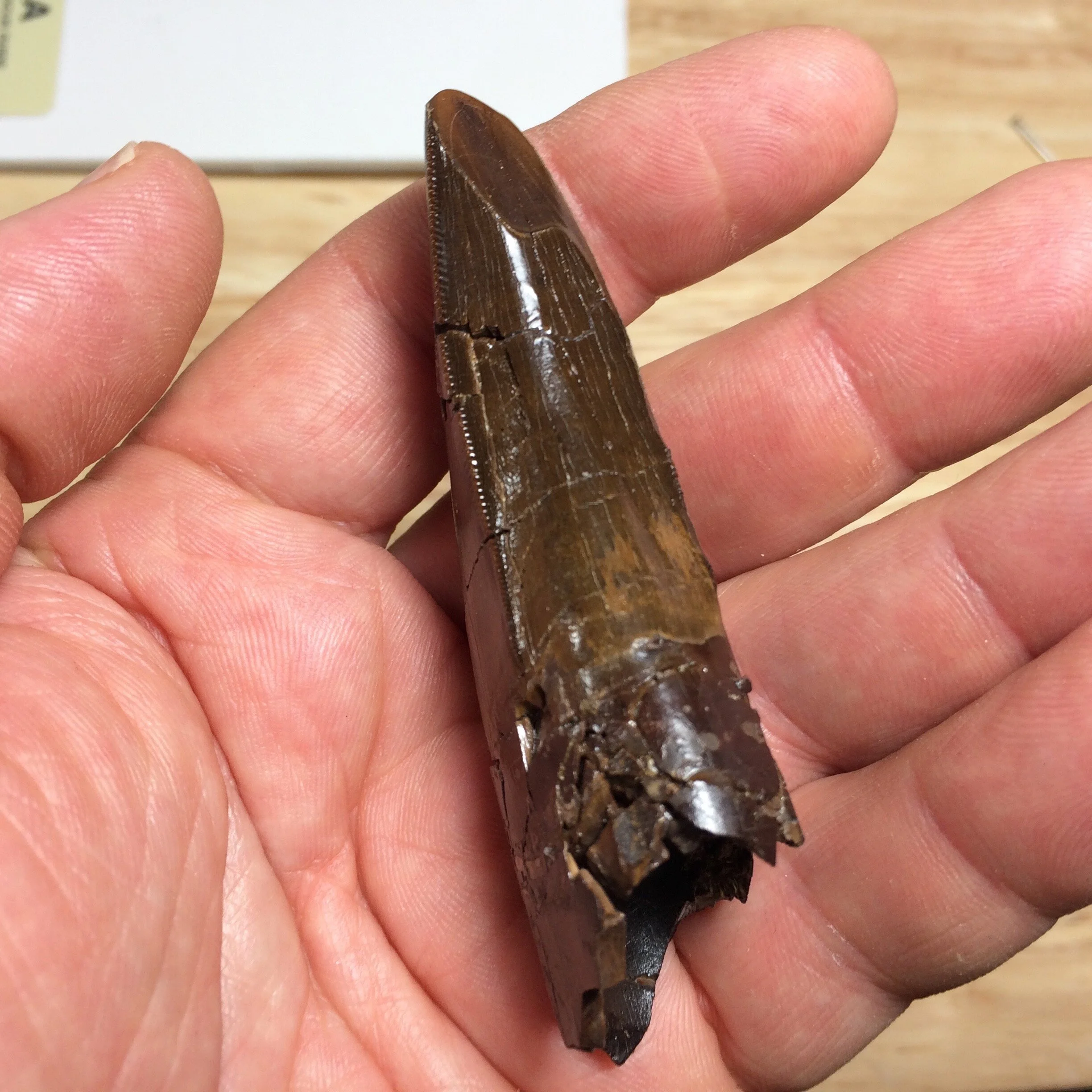 Dinosaur Teeth — Fossil Sales — PaleoAdventures
