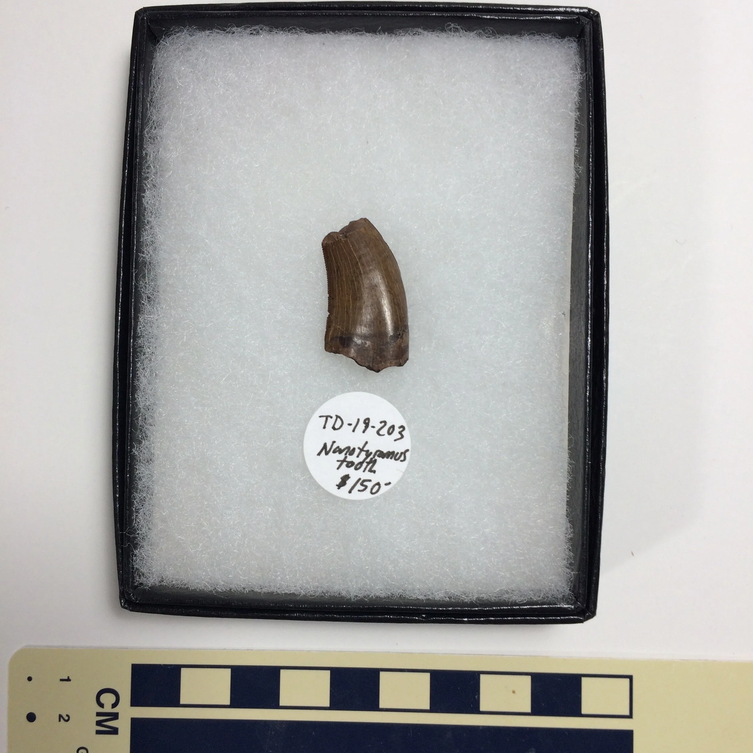 Dinosaur Teeth — Fossil Sales — PaleoAdventures