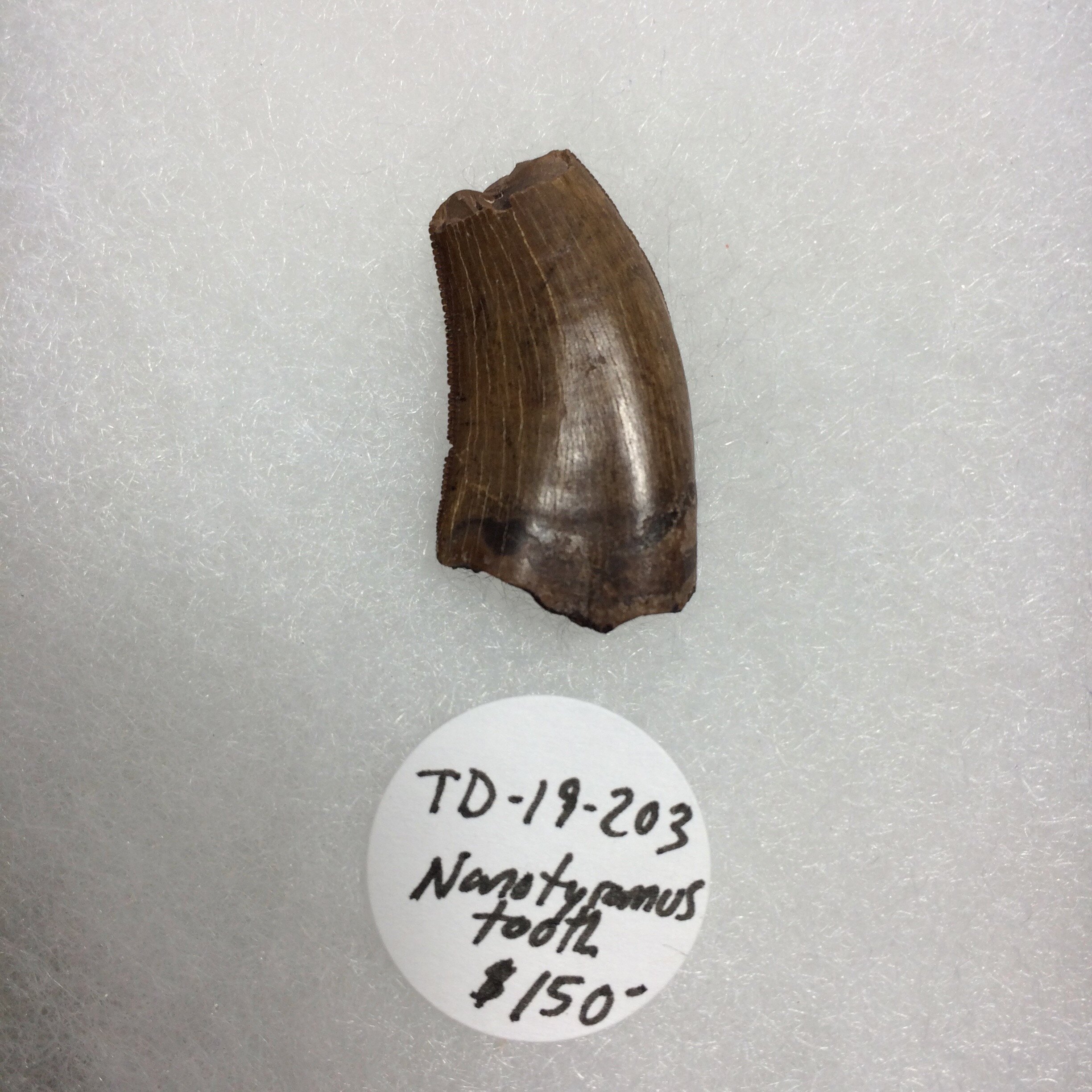 Dinosaur Teeth — Fossil Sales — PaleoAdventures