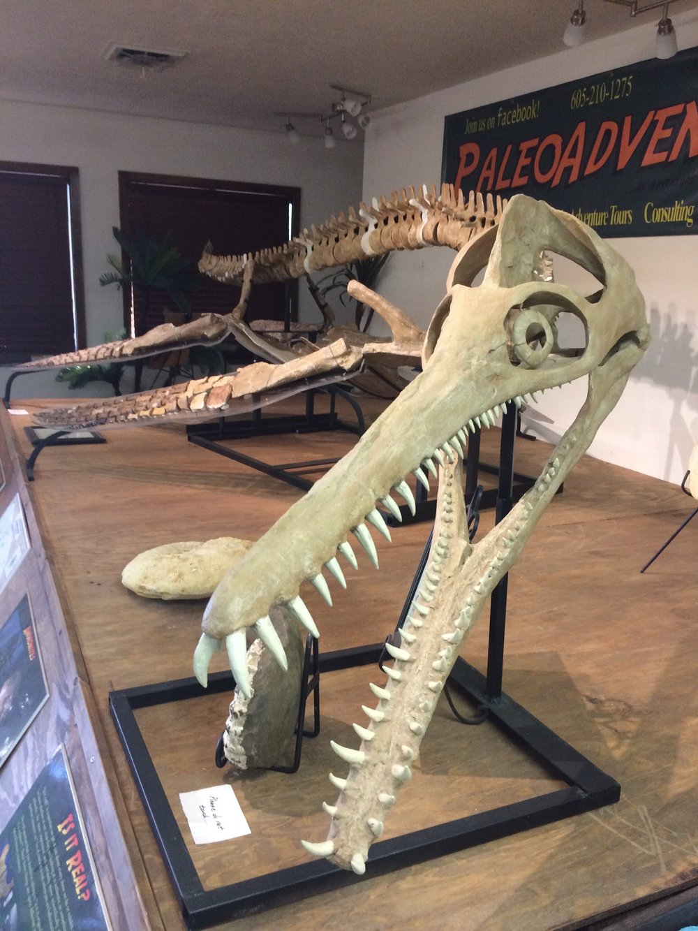 Plesiosaur Skull