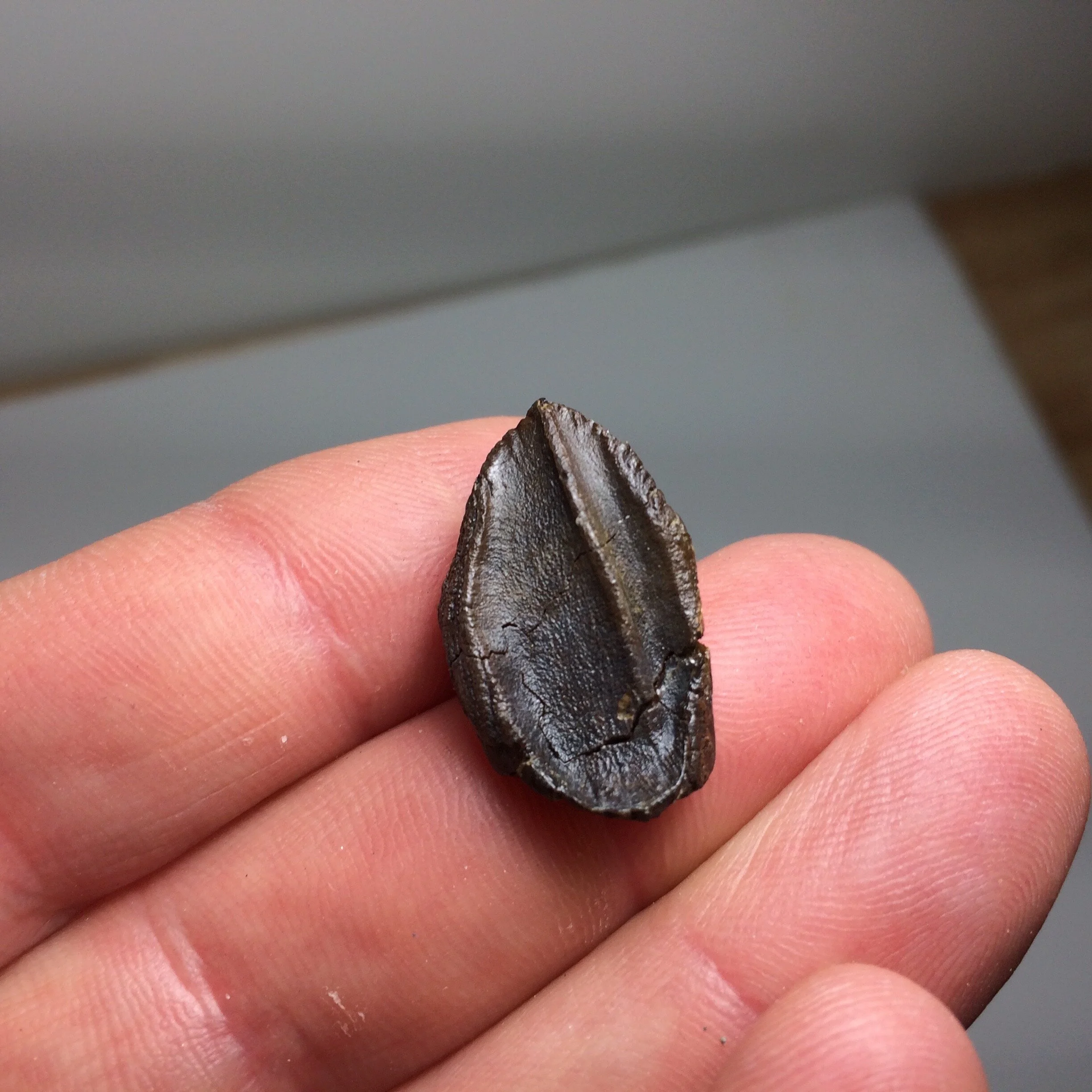 Fossil Sales — PaleoAdventures