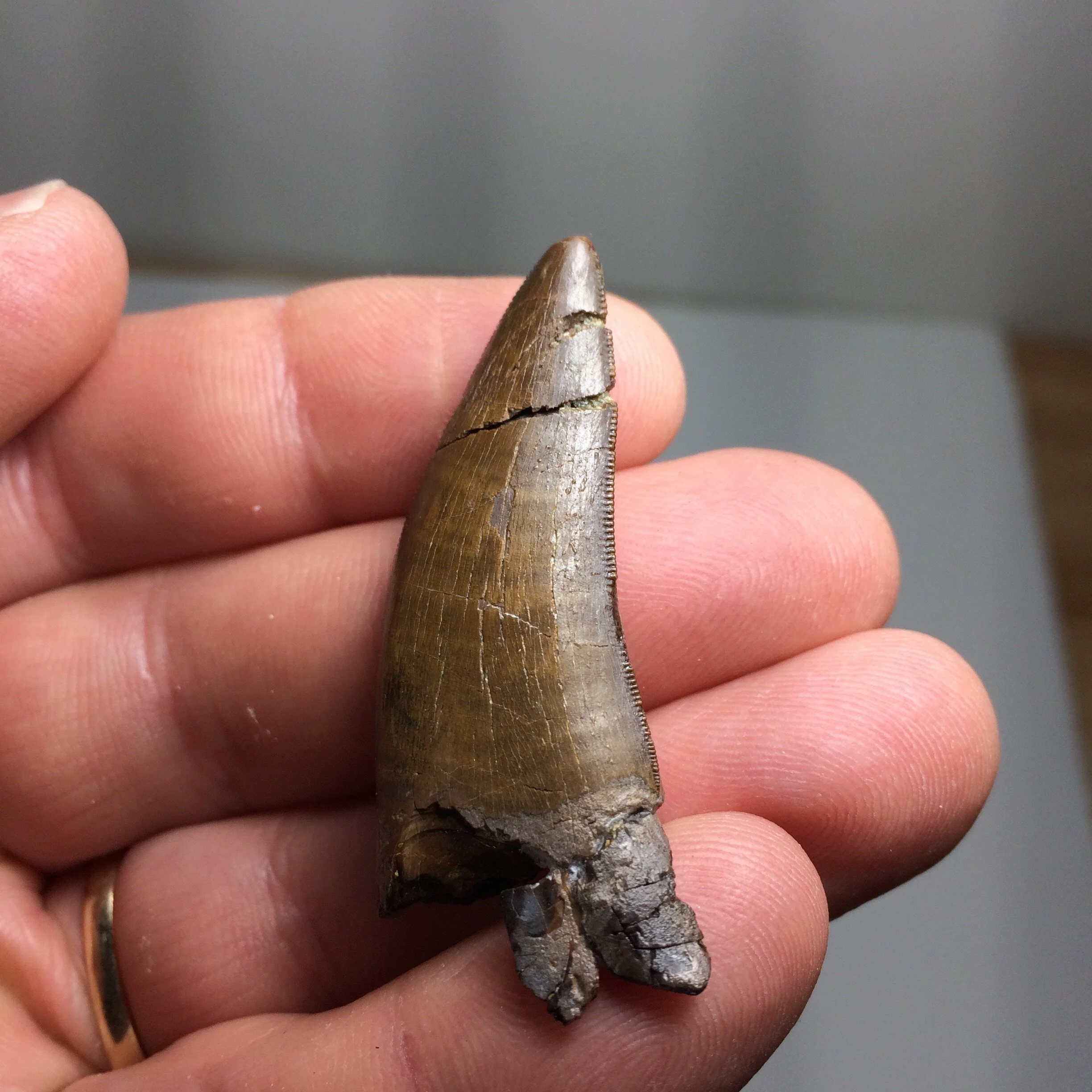 Fossil Sales — PaleoAdventures