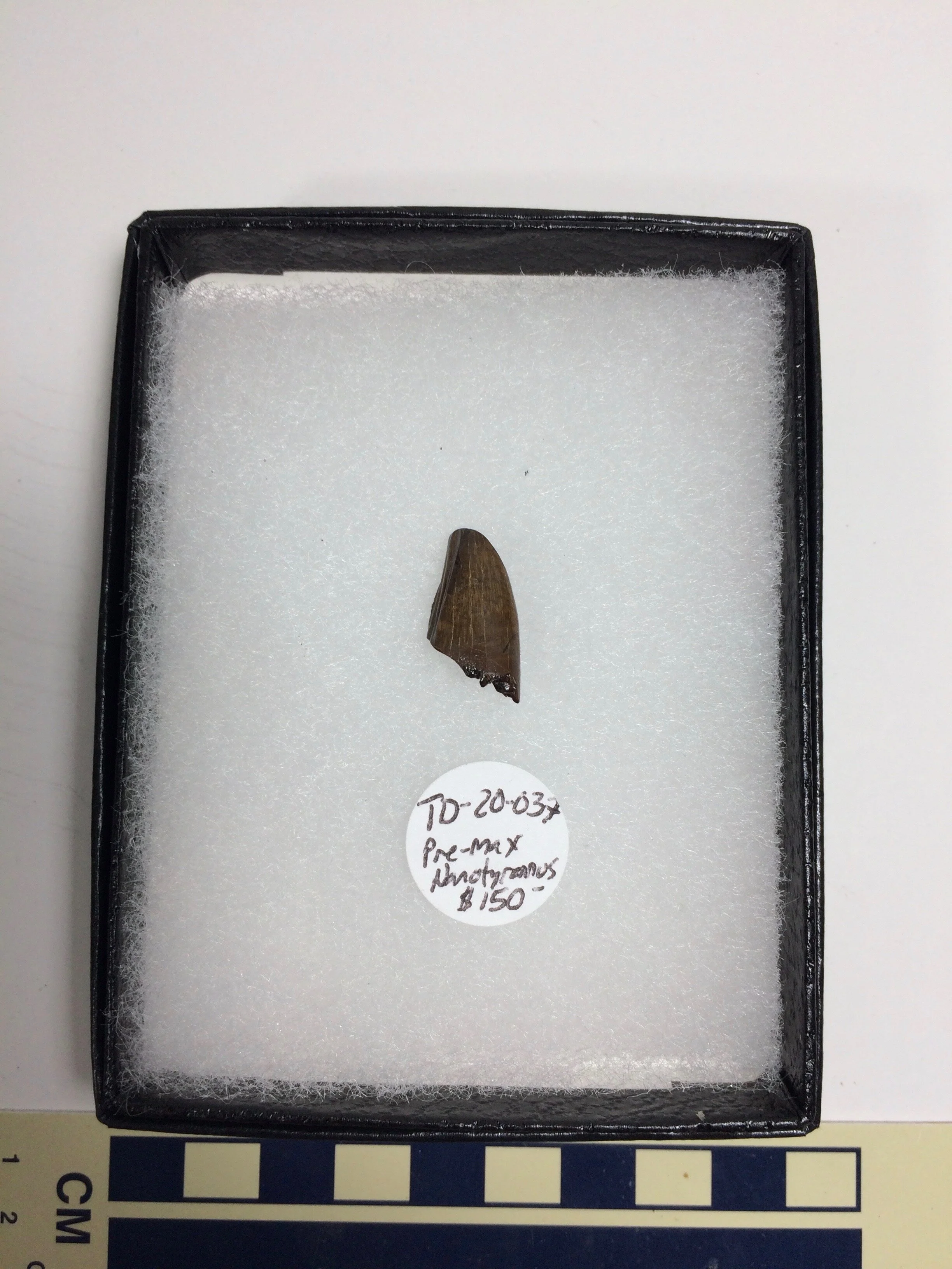 Fossil Sales — PaleoAdventures