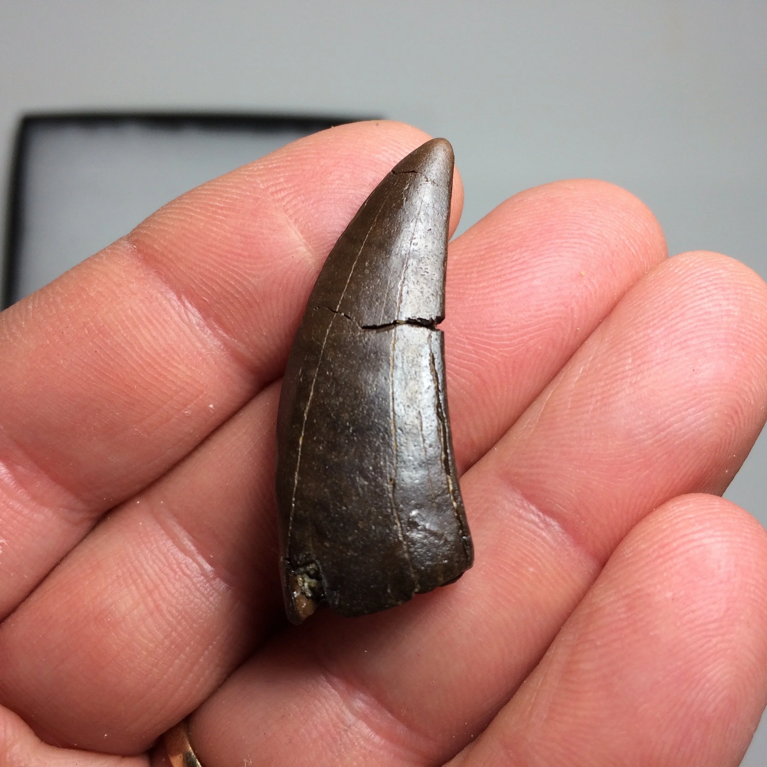 Fossil Sales — PaleoAdventures