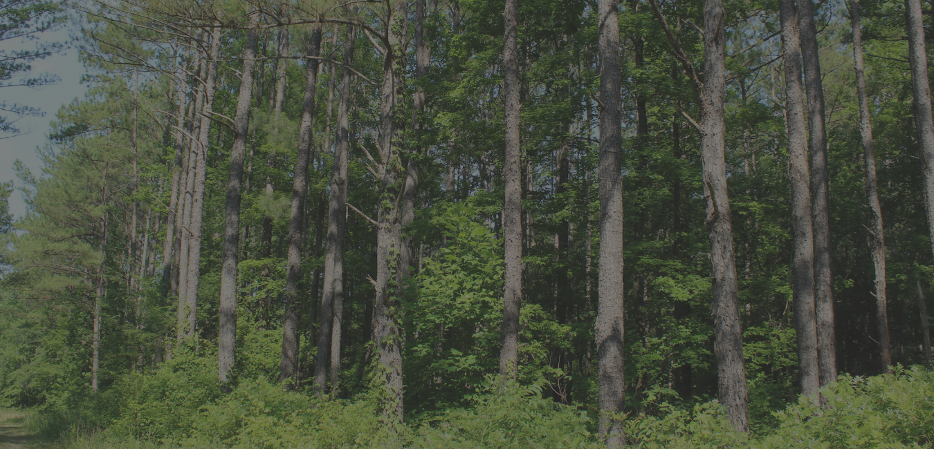 Alabama Forestry Foundation