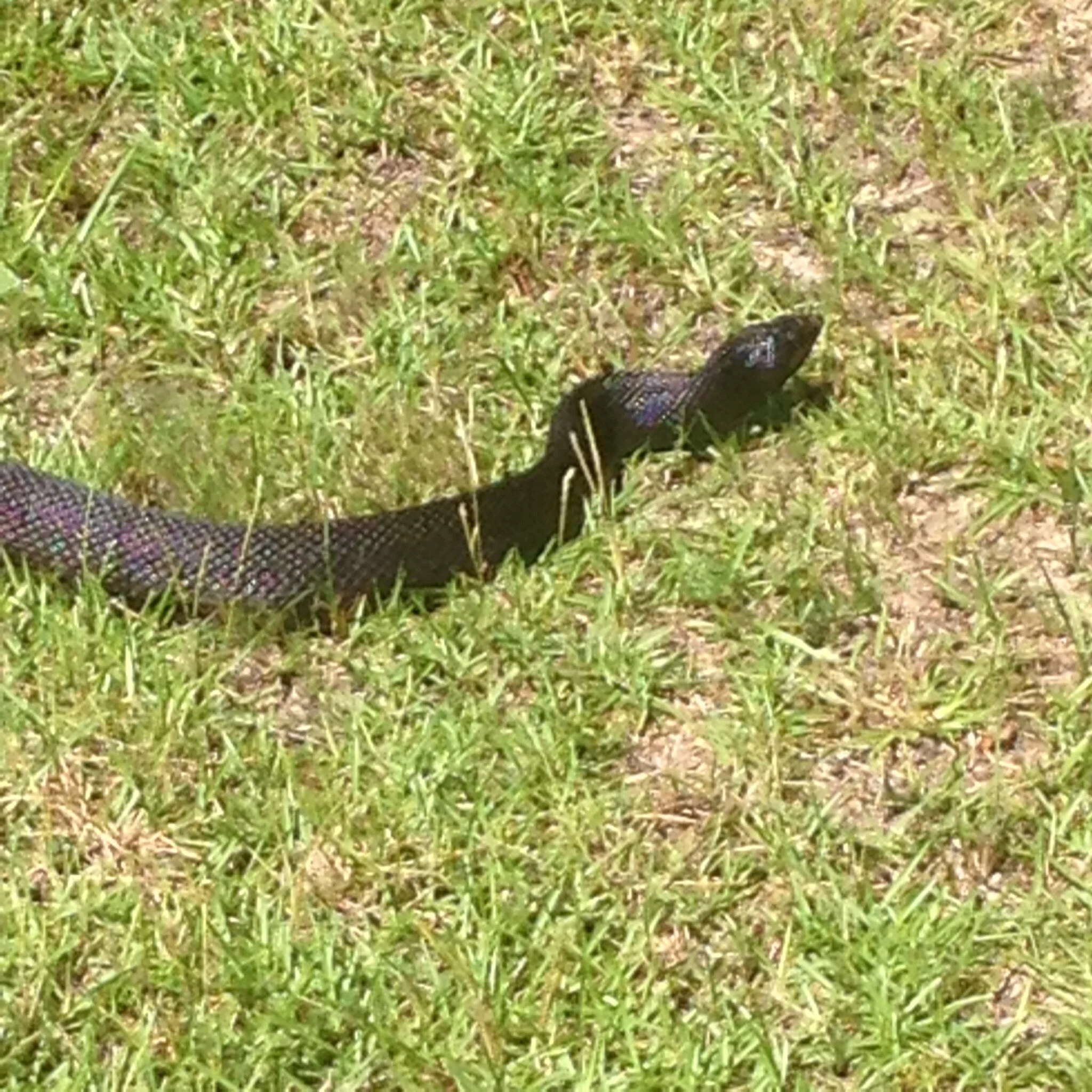 Black Pine Snake — Alabama Forestry Foundation