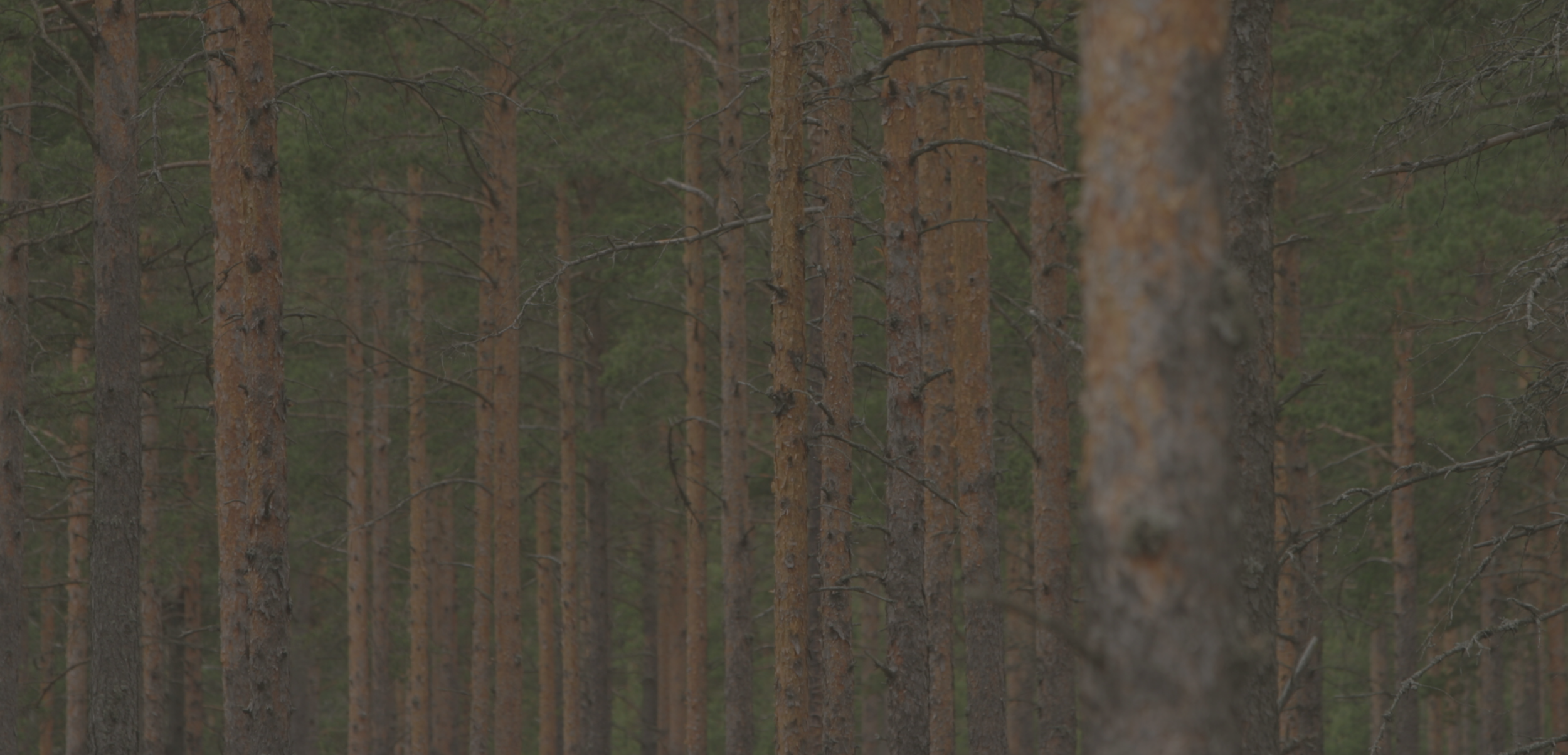 Alabama Tree Farm — Alabama Forestry Foundation