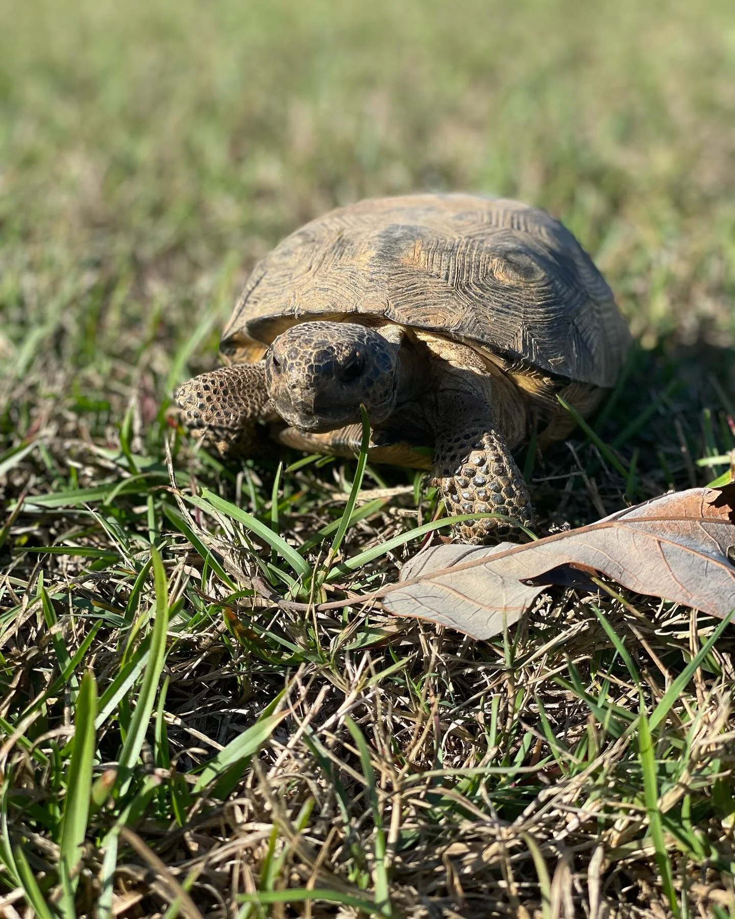Professional Education — Alabama Forestry Foundation