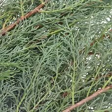 Alabama Tree Farm — Alabama Forestry Foundation