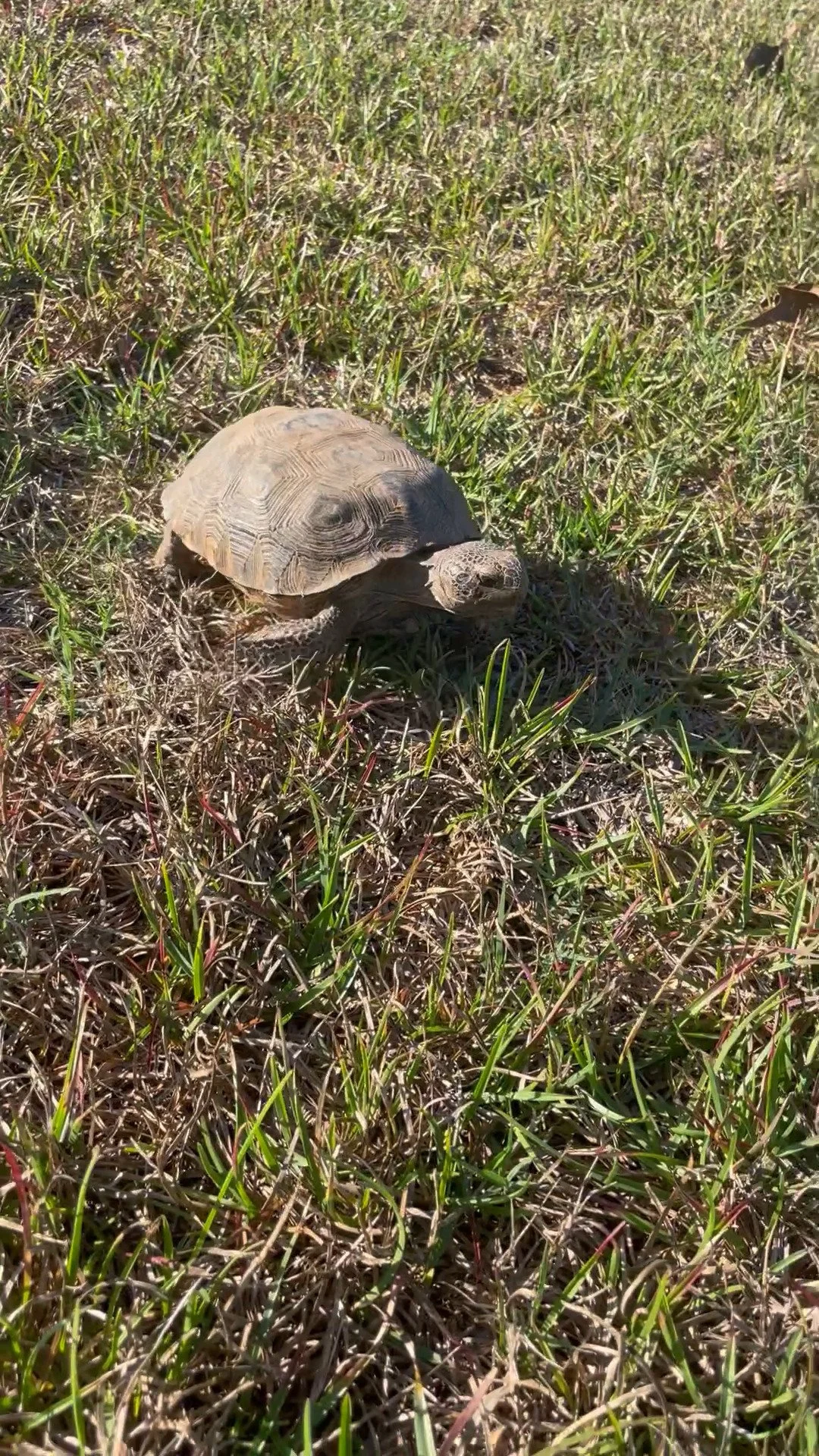 Alabama Tree Farm — Alabama Forestry Foundation