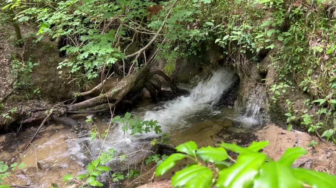 Alabama Tree Farm — Alabama Forestry Foundation