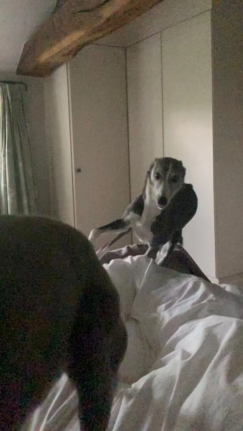 Notebook — Fiona Pickles