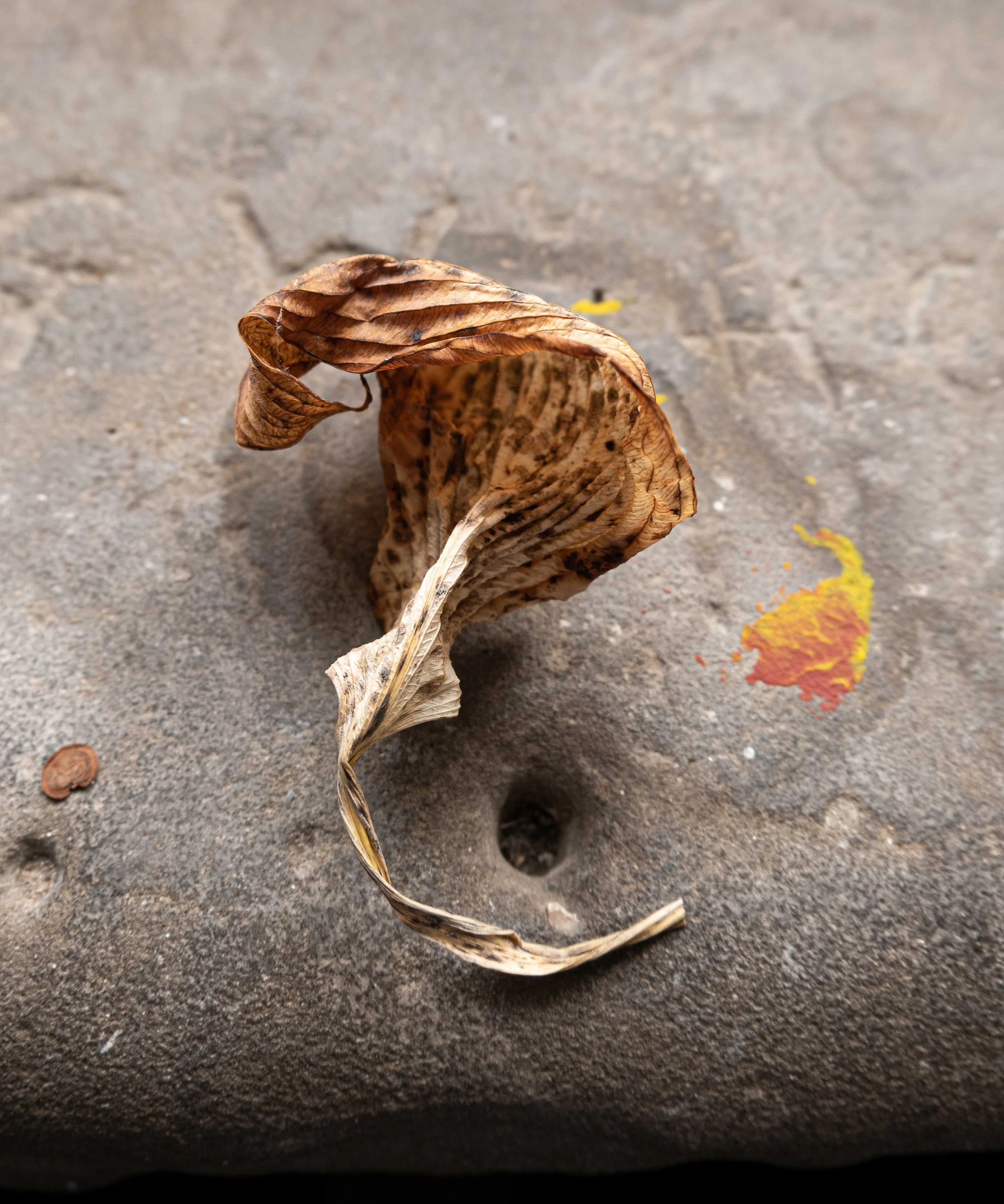 bio-sculptor & artist working with found items. Inspired by geology ...