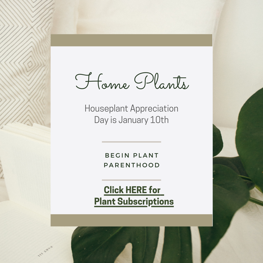 What is Plant Parenthood? The Expert at Anything was Once a Beginner ...