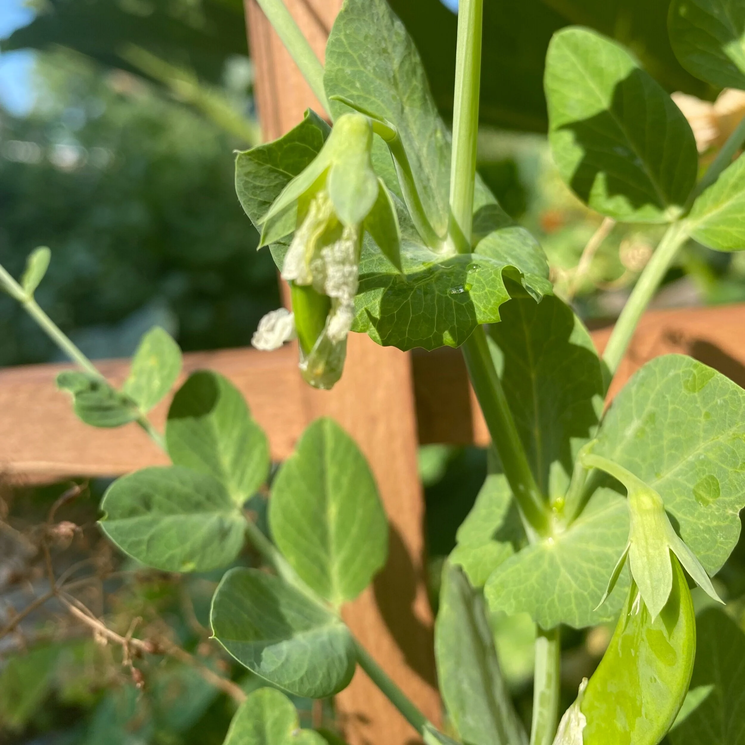 Gardening - Pea Plants — chefate