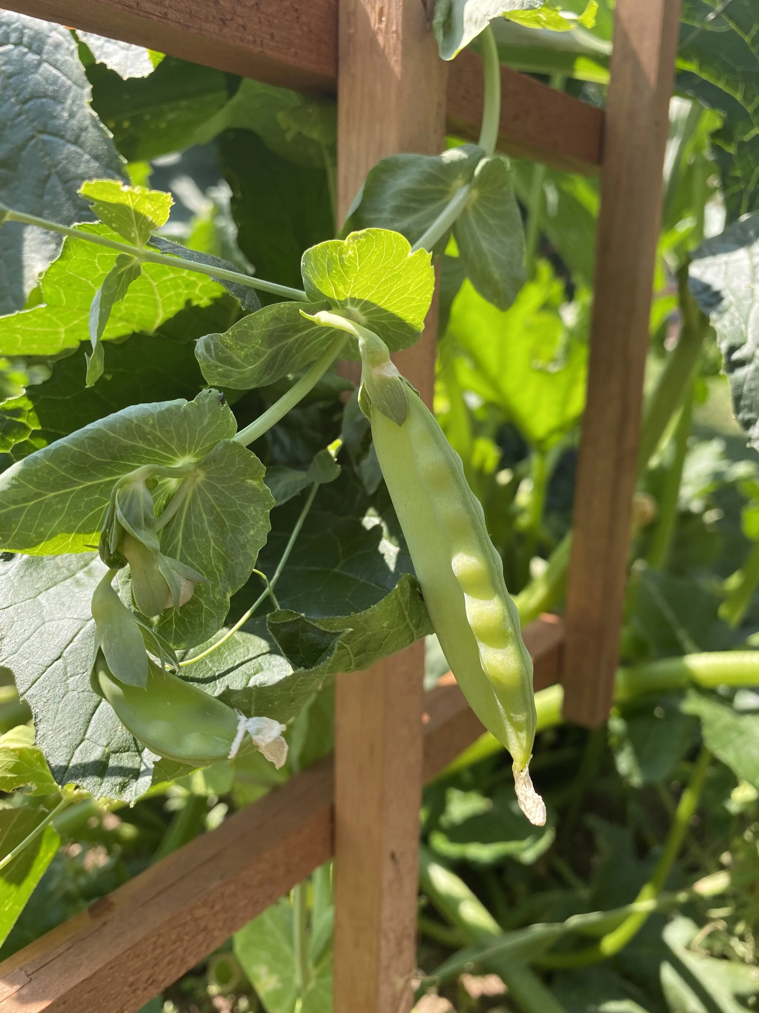 Gardening - Pea Plants — chefate