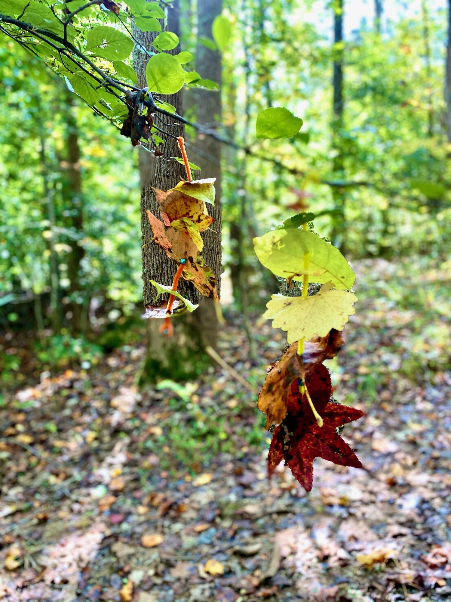 Leaf Collecting — Learning withOutdoors