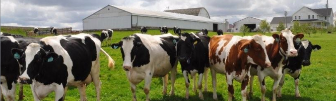 About — Country View Dairy