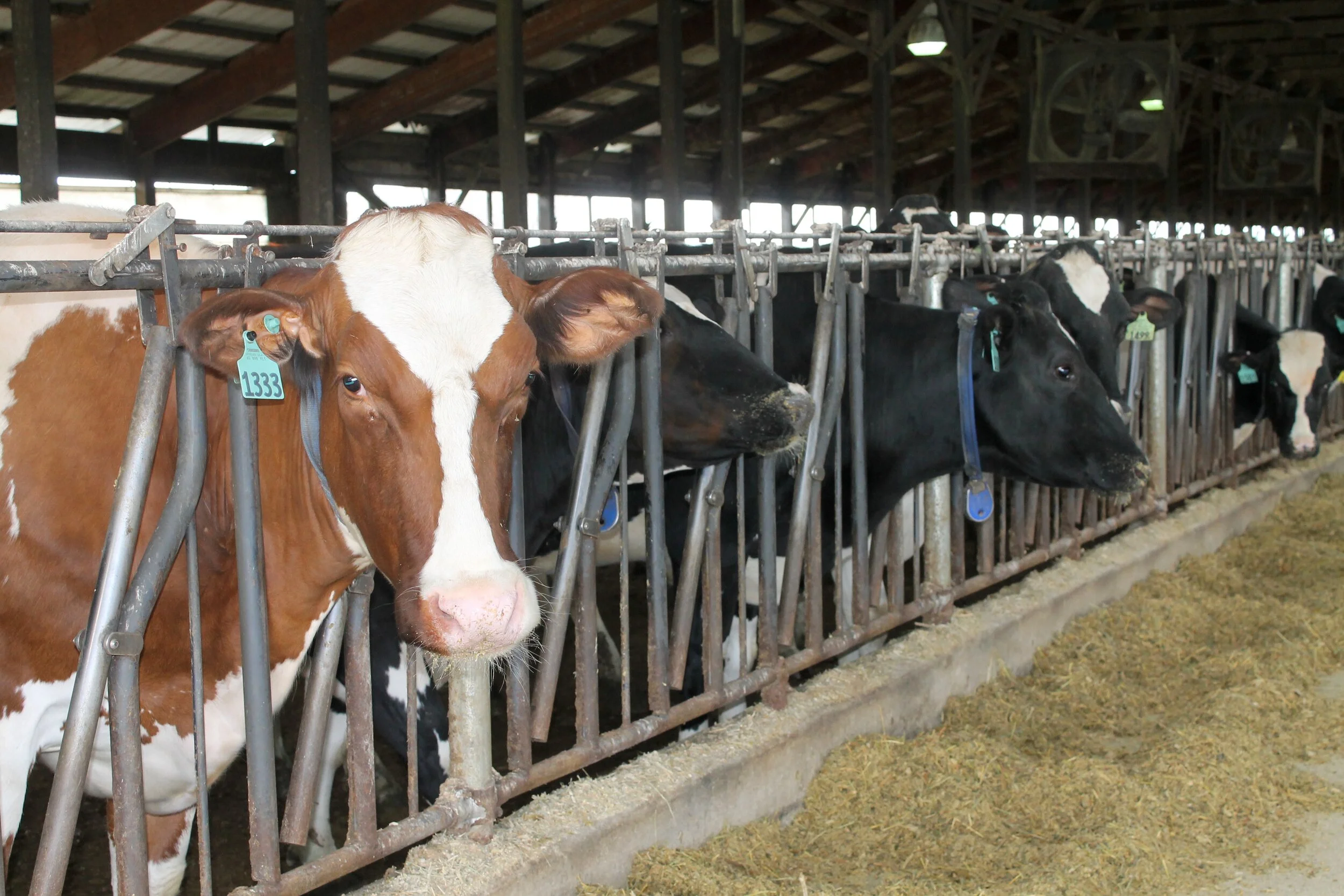 About — Country View Dairy