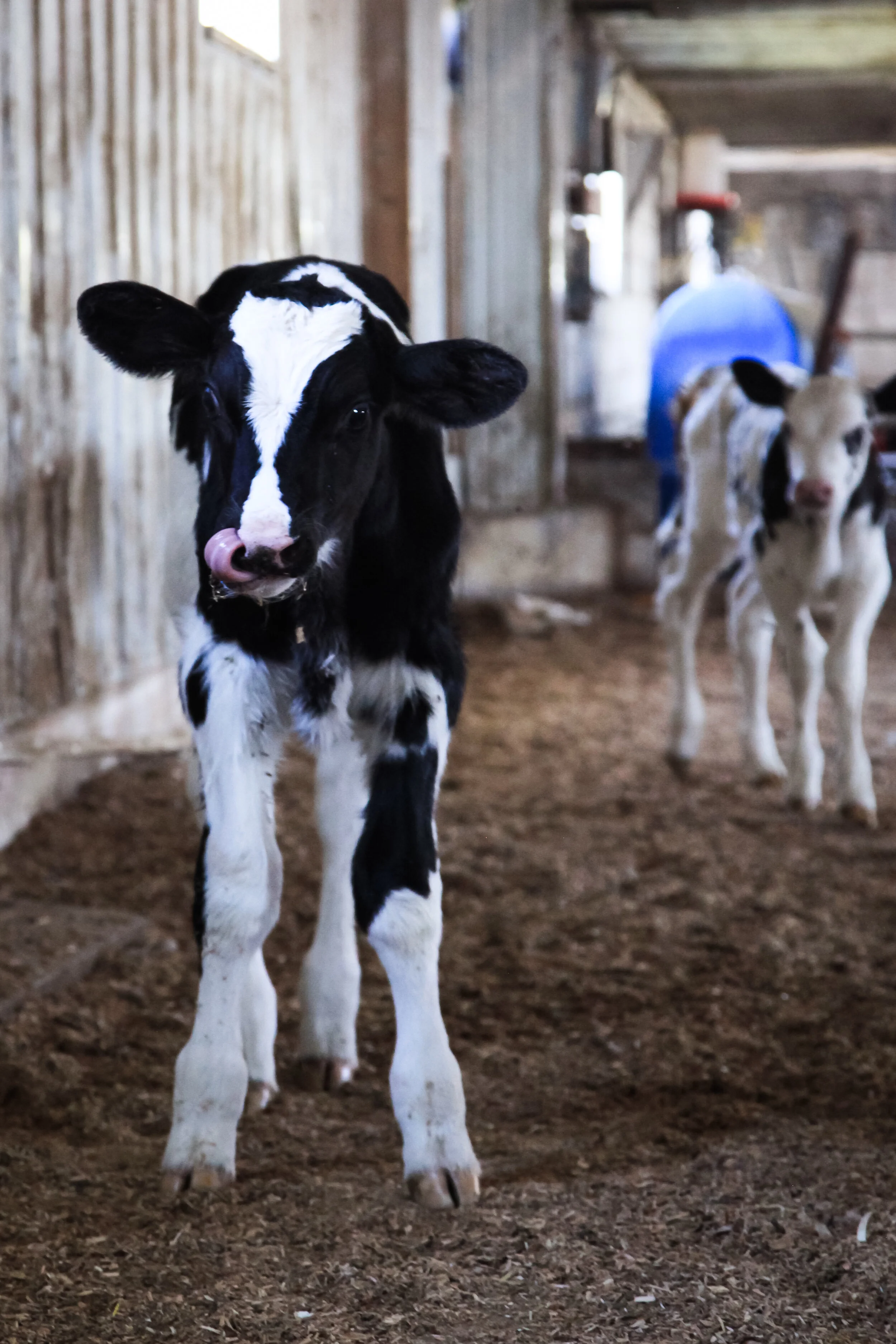 About — Country View Dairy