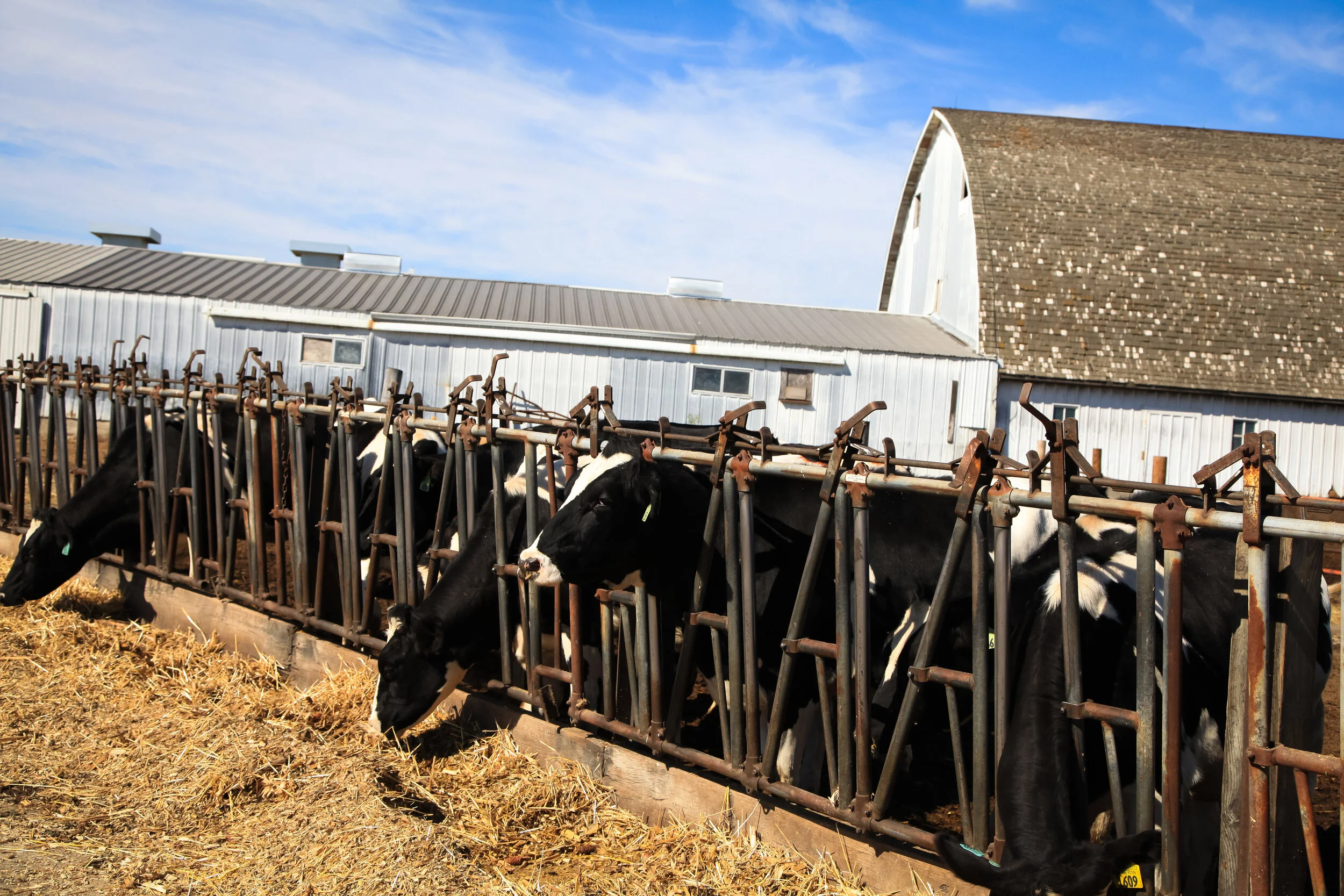 About — Country View Dairy