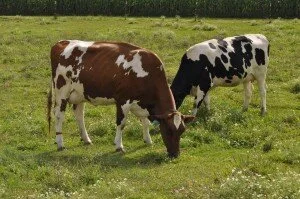 About — Country View Dairy