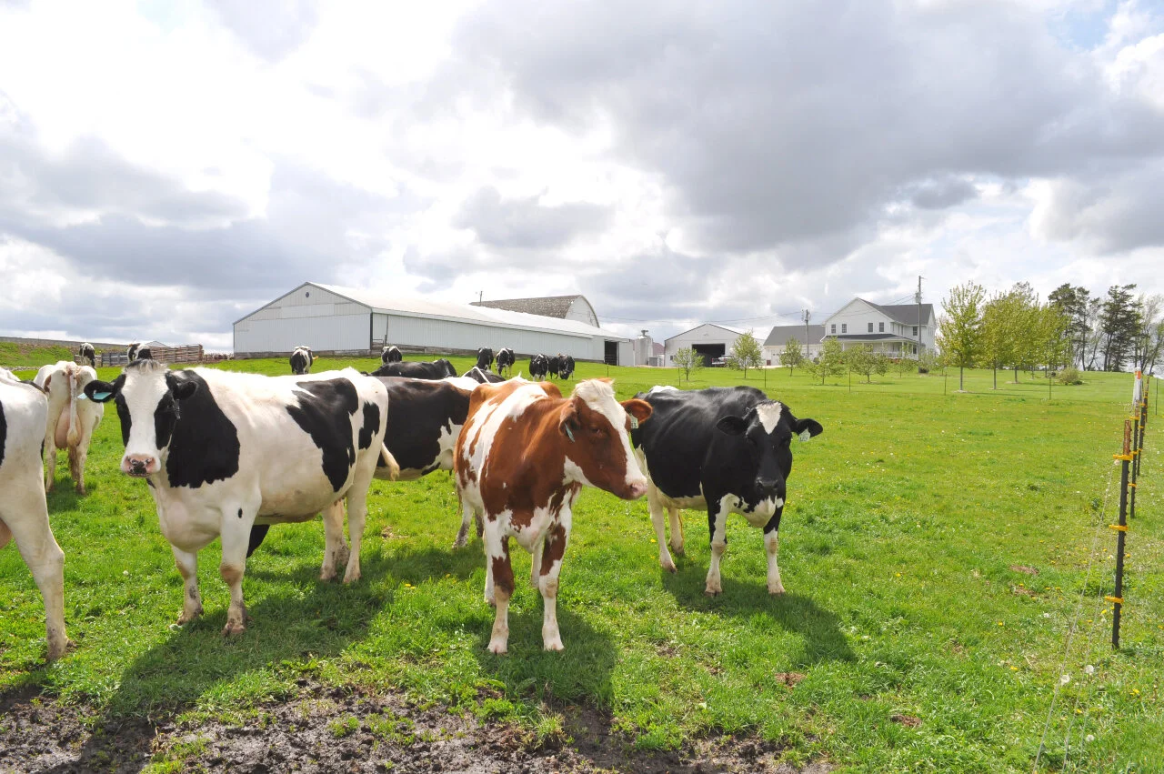Country View Dairy