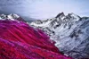 From Wood to Mosse: a brief history of infrared photography — BARNFLAKES