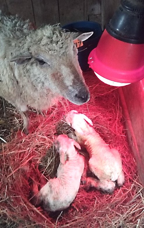 Effective Treatment for Hypothermia in Lambs and Kids - Part 2 — USA ...