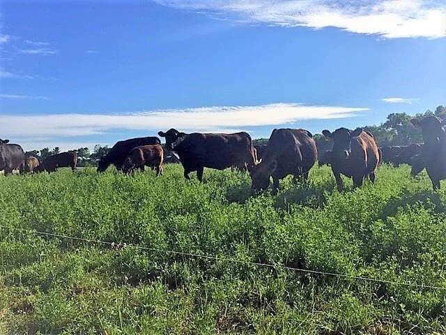 Avoid Overgrazing: Tips for Healthy Pastures and Livestock — USA ...