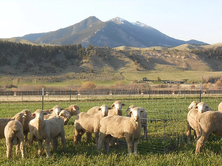 Sheep: Nature’s Multi-Taskers in Regenerative Agriculture — USA ...