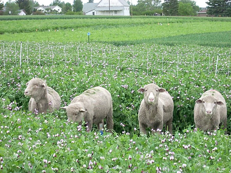 Sheep: Nature’s Multi-Taskers in Regenerative Agriculture — USA ...