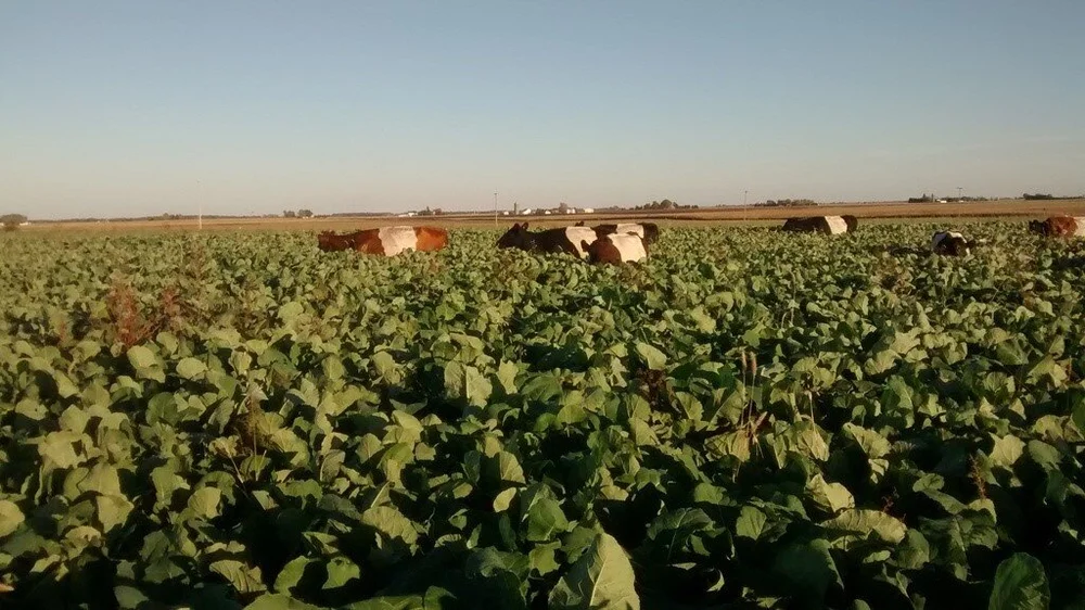 Benefits of Cover Crops for Soil and Livestock — USA Regenerative ...