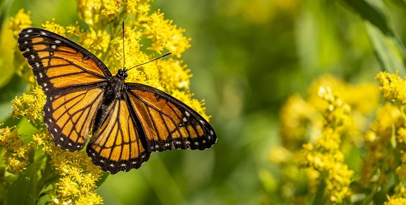 The Crucial Role of Biodiversity in Regenerative Agriculture — USA ...