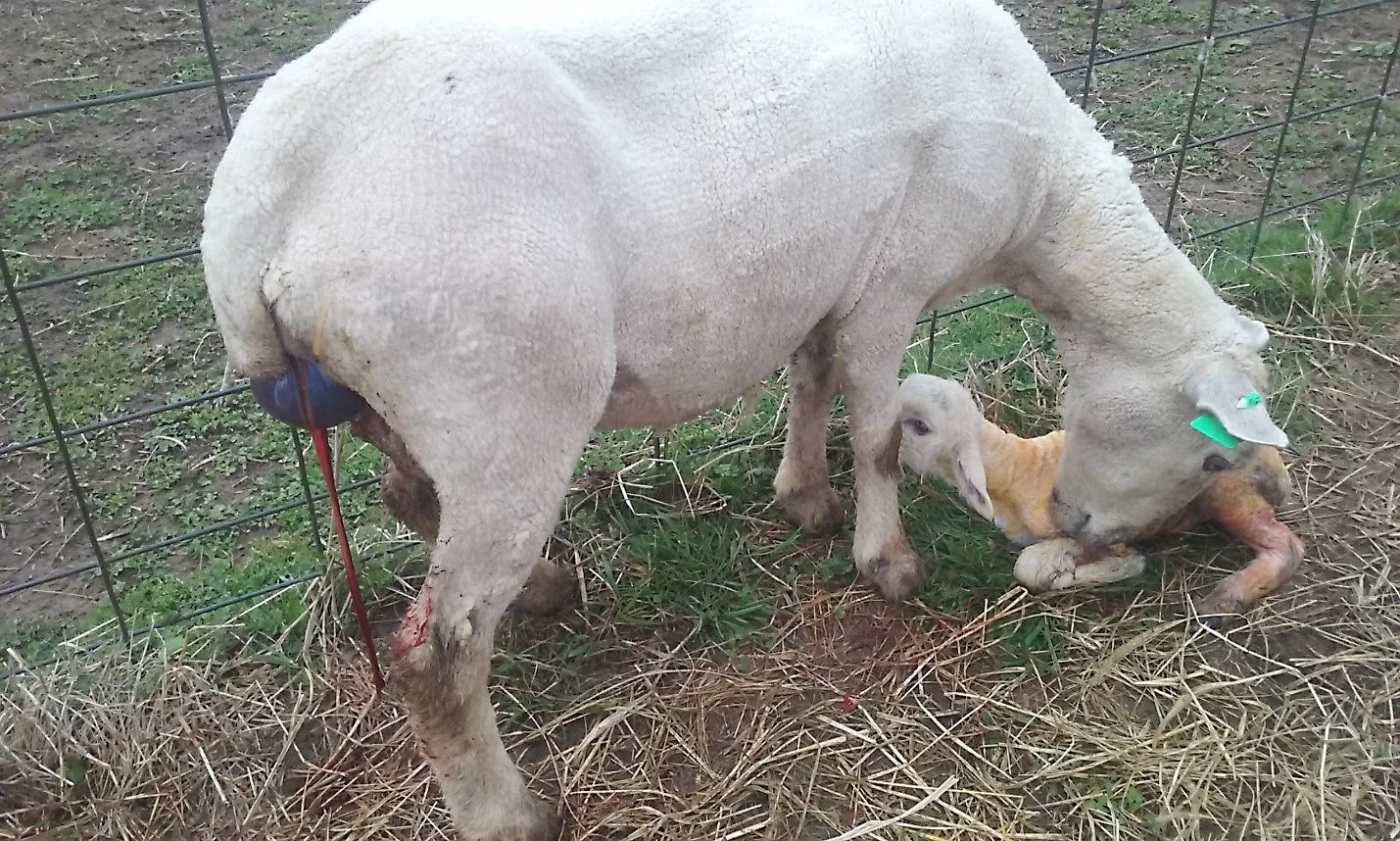 Effective Treatment for Hypothermia in Lambs and Kids - Part 2 — USA ...