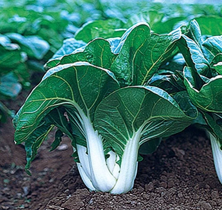 Unlocking the Power of Pak Choy: Discover the Health Benefits of This ...