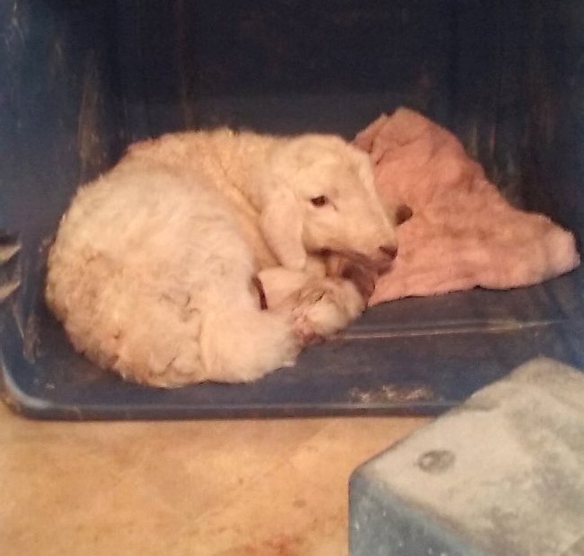 Recognizing and Treating Hypothermia in Lambs and Kids - Part 1 — USA ...