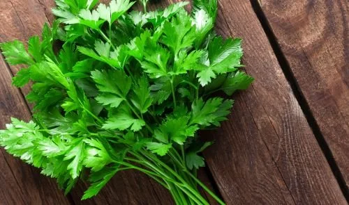 The Power of Parsley: A Guide to Its History, Types, Uses, and Health ...