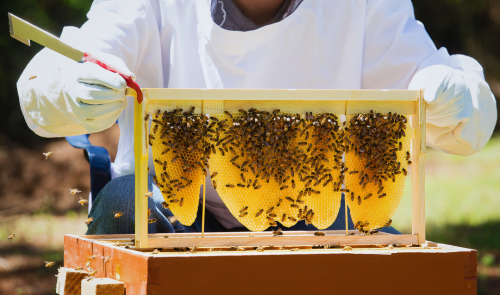 The Story of a Honeybee: History, Challenges, and the Art of Beekeeping ...