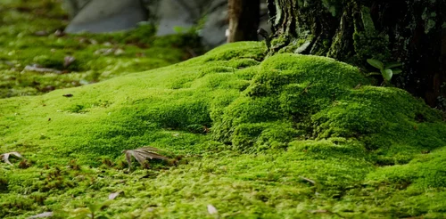 How to Cultivate and Maintain a Lush Moss Yard — USA Regenerative ...