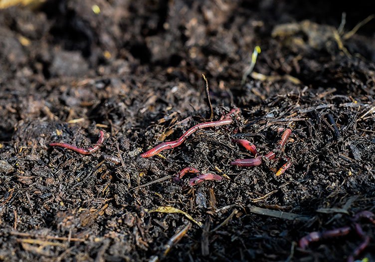 Vermicomposting in Regenerative Agriculture: Red Wigglers at Work — USA ...