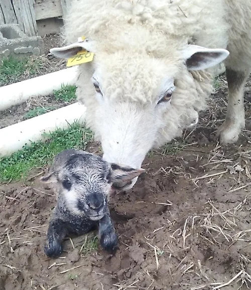 Effective Treatment for Hypothermia in Lambs and Kids - Part 2 — USA ...