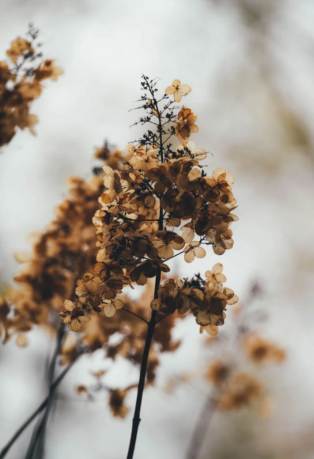 Bio — Little Duo Photography - Broome Wedding and Family Photographers