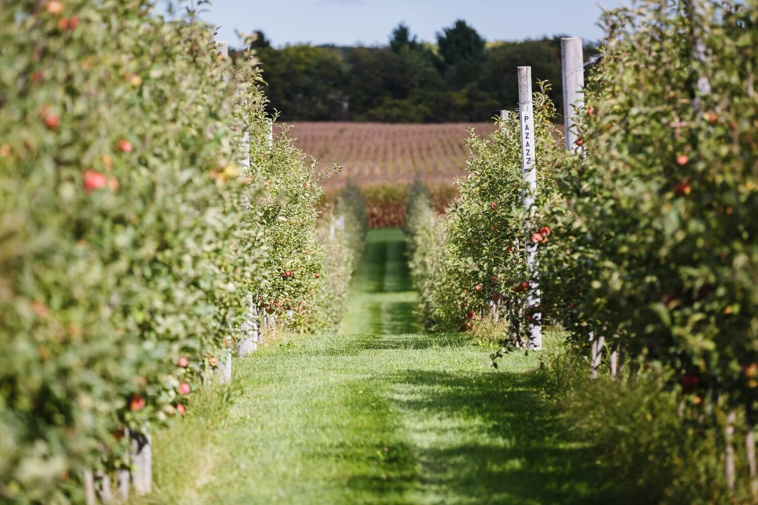The Orchard | Discover Organic Apples — Peck & Bushel