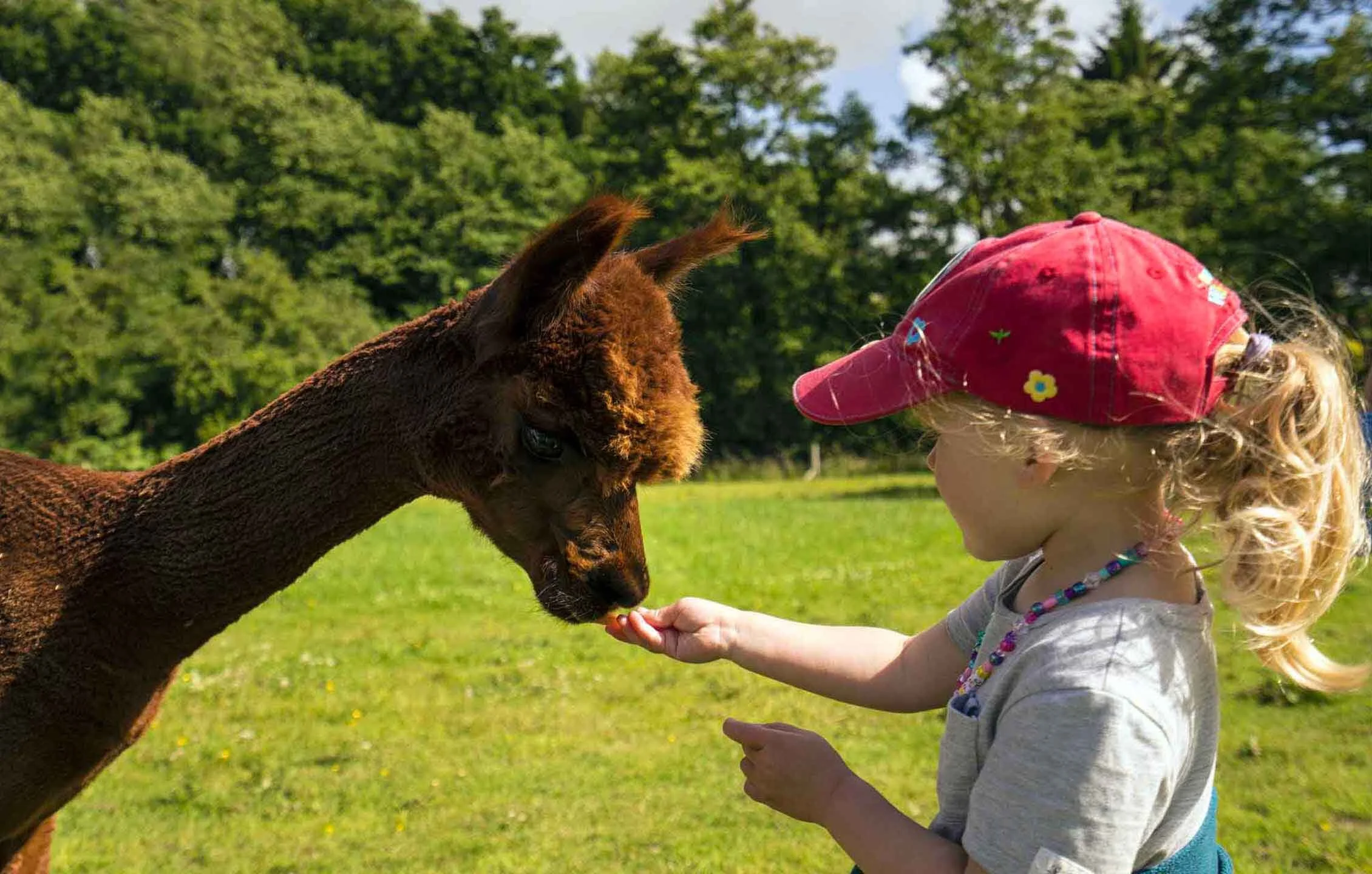 Meet the Alpacas — Bell Farm Alpacas