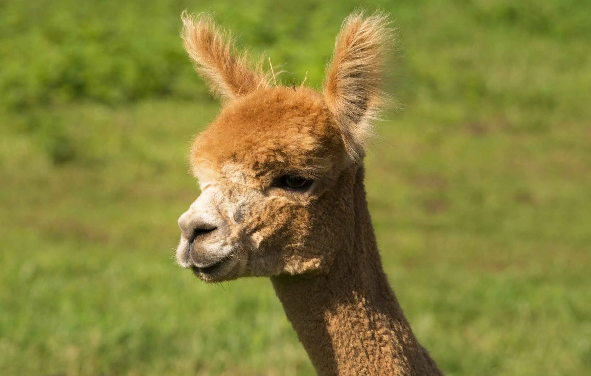 Meet the Alpacas — Bell Farm Alpacas