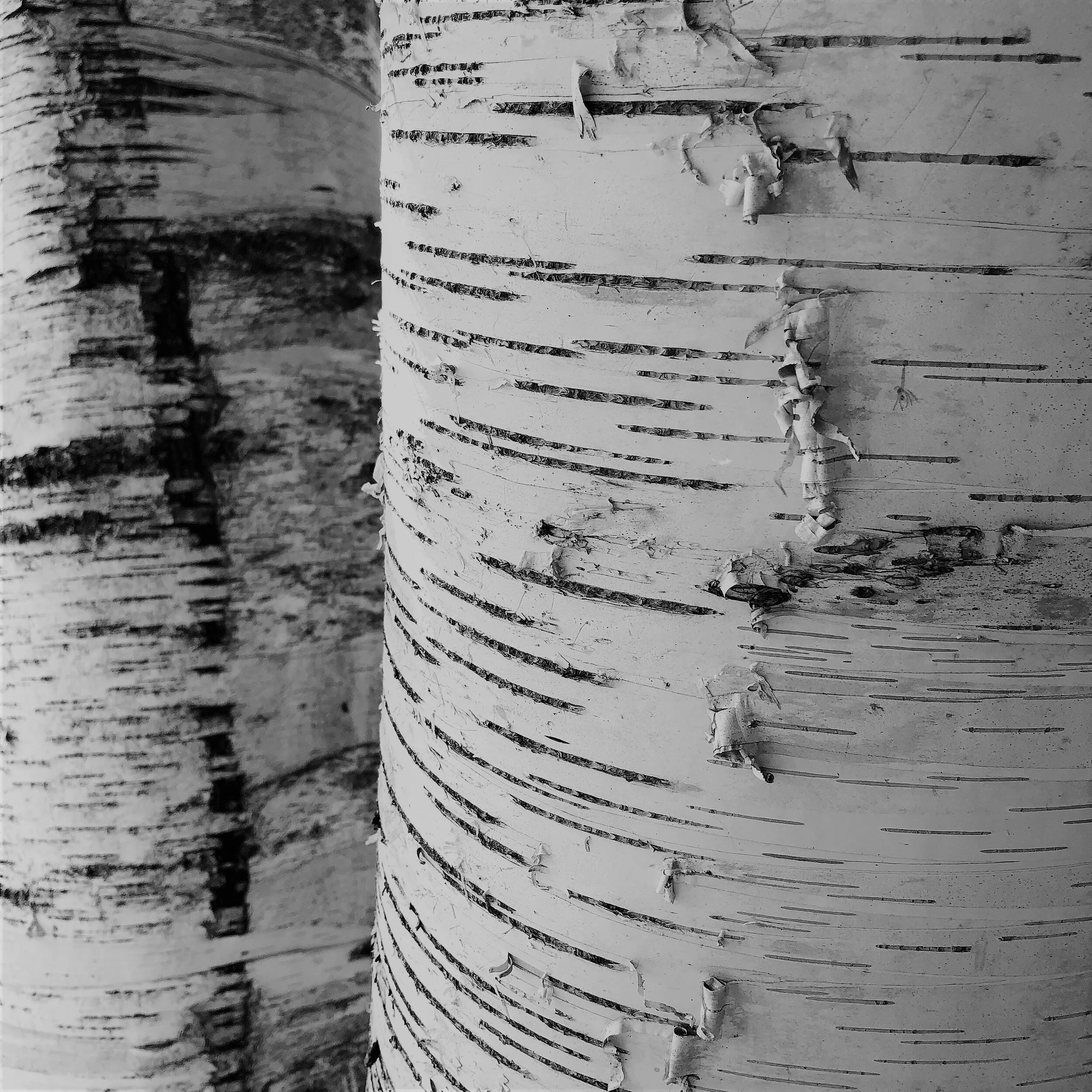 Birch Bark Editing