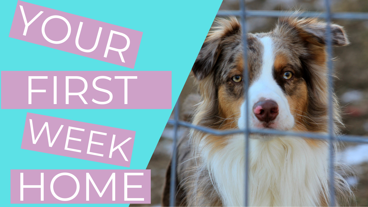 Bringing Home a Rescue Dog (6 Rescue Dog Tips for your First Week Home ...